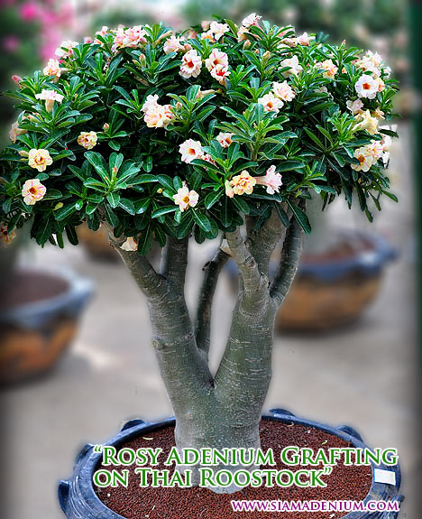 Big Rosy Adenium
