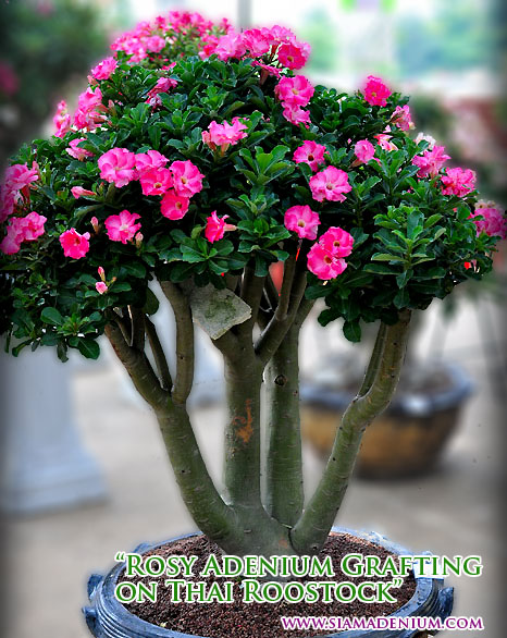 Big Rosy Adenium