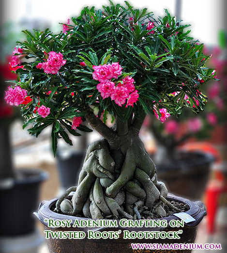 Big Rosy Adenium